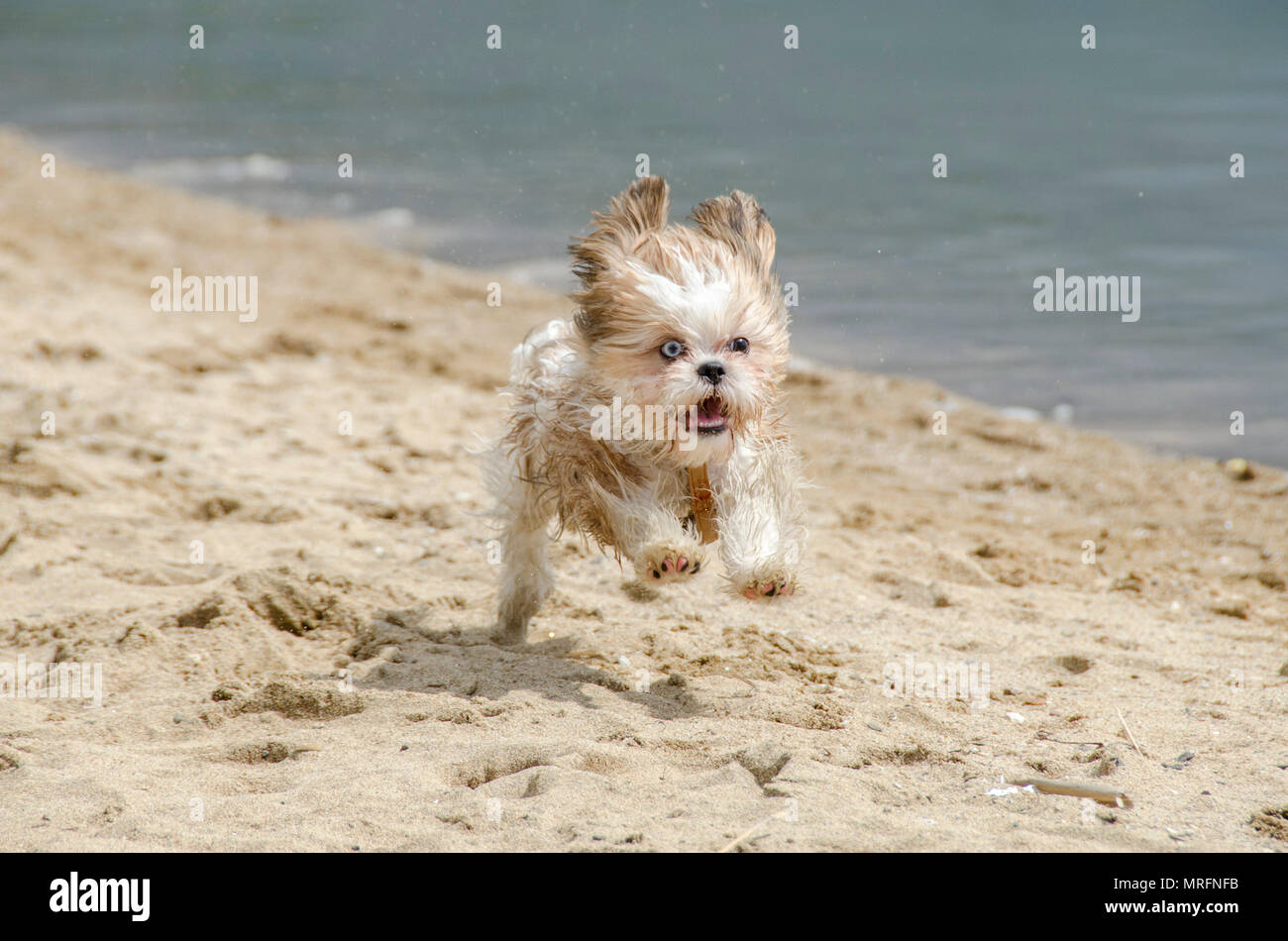 Shih Tzu Puppy running - Shih Tzu Dog Breed Stock Photo - Alamy