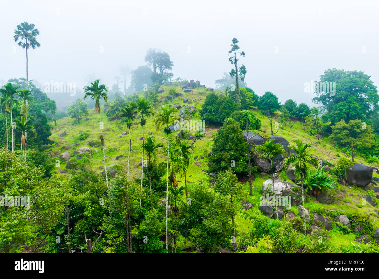 Green mountains with palms and viewpoints of jungle on the Koh Samui ...