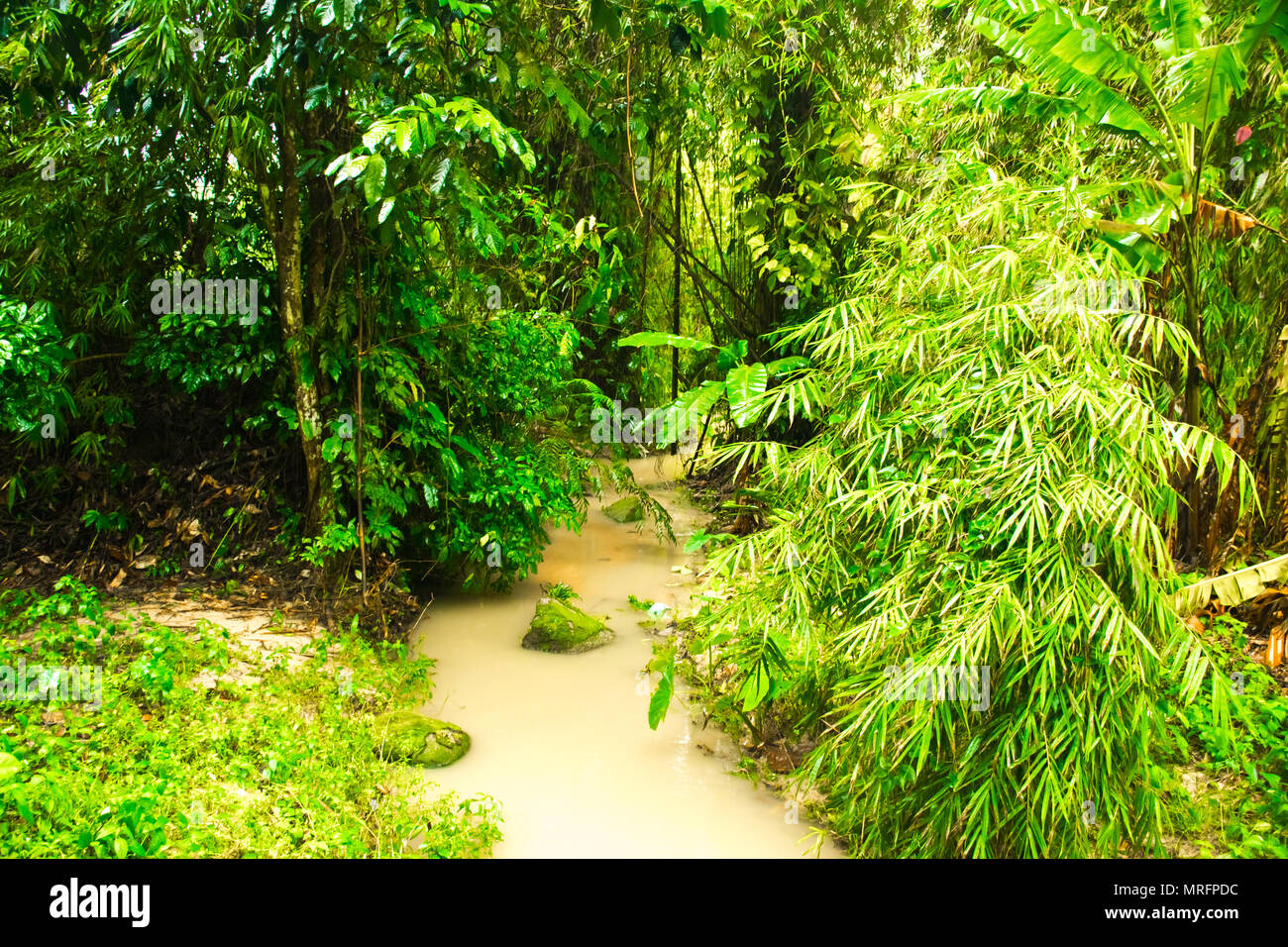 Green mountains with palms and viewpoints of jungle on the Koh Samui ...