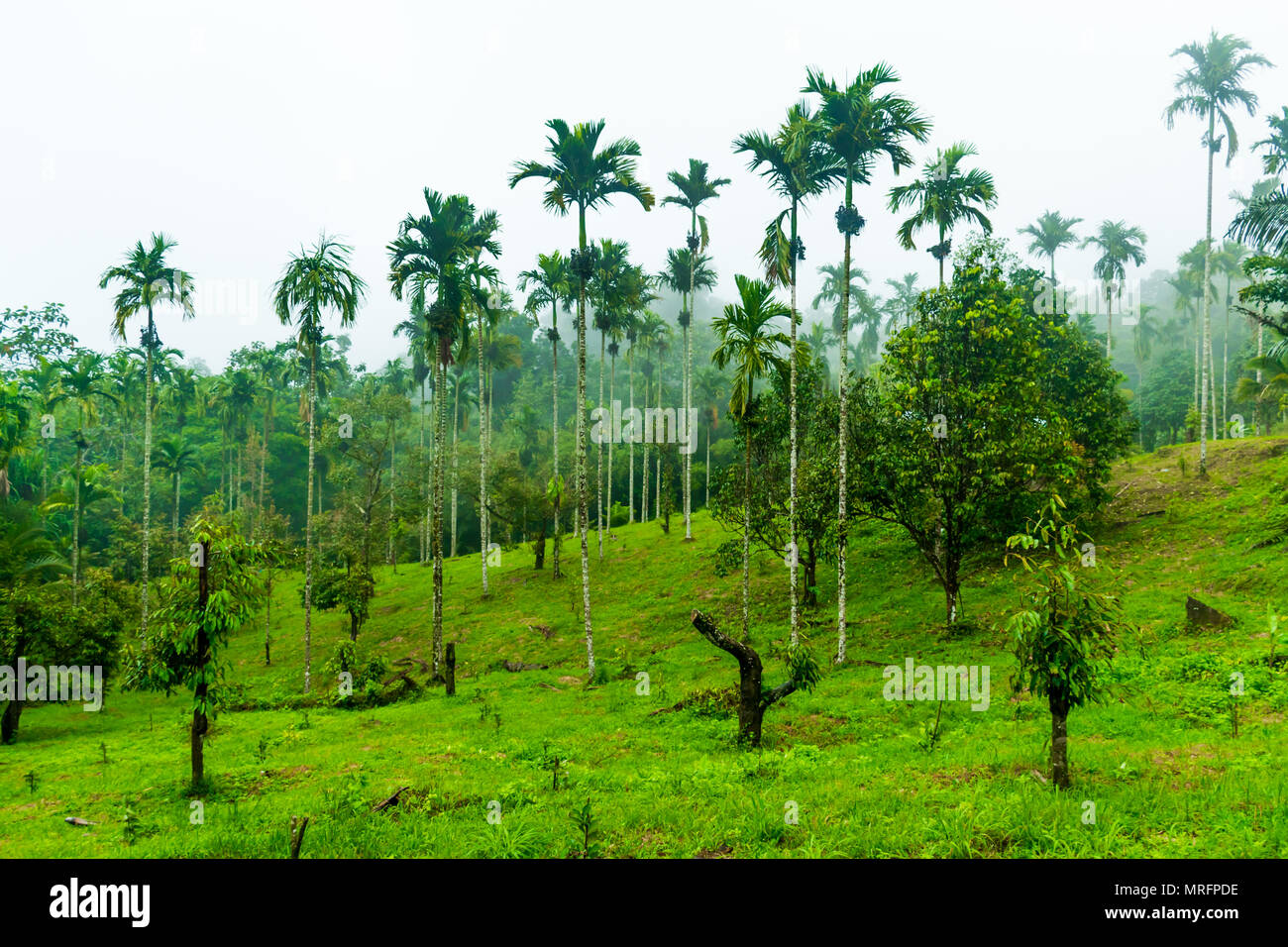 Green mountains with palms and viewpoints of jungle on the Koh Samui ...