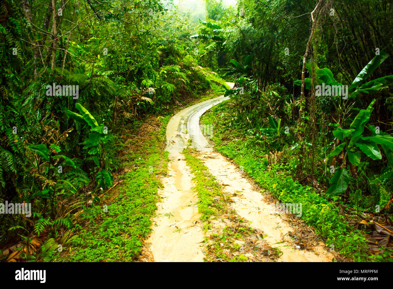 Green mountains with palms and viewpoints of jungle on the Koh Samui ...