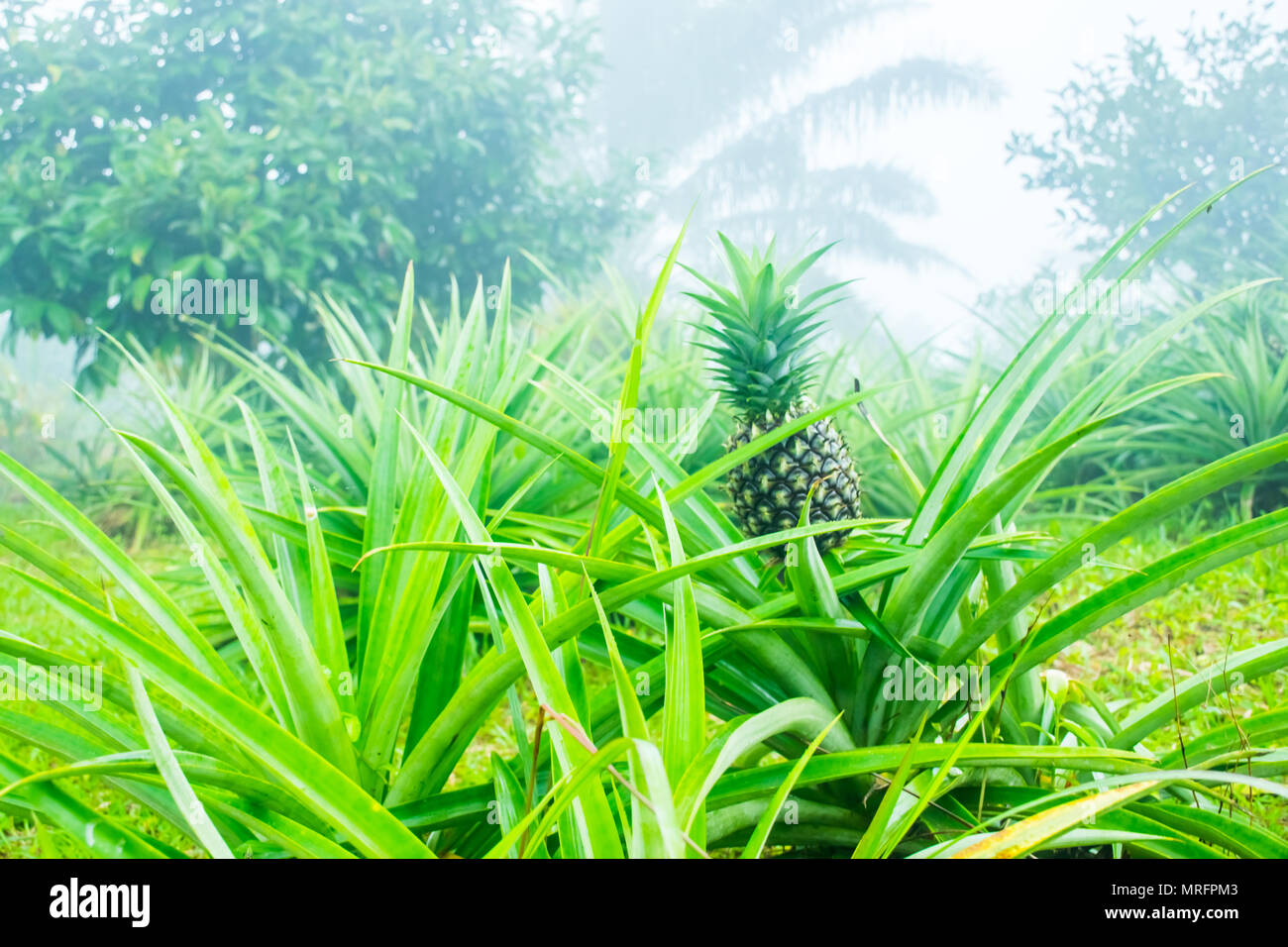 Spring garden fruit tree hi-res stock photography and images - Alamy