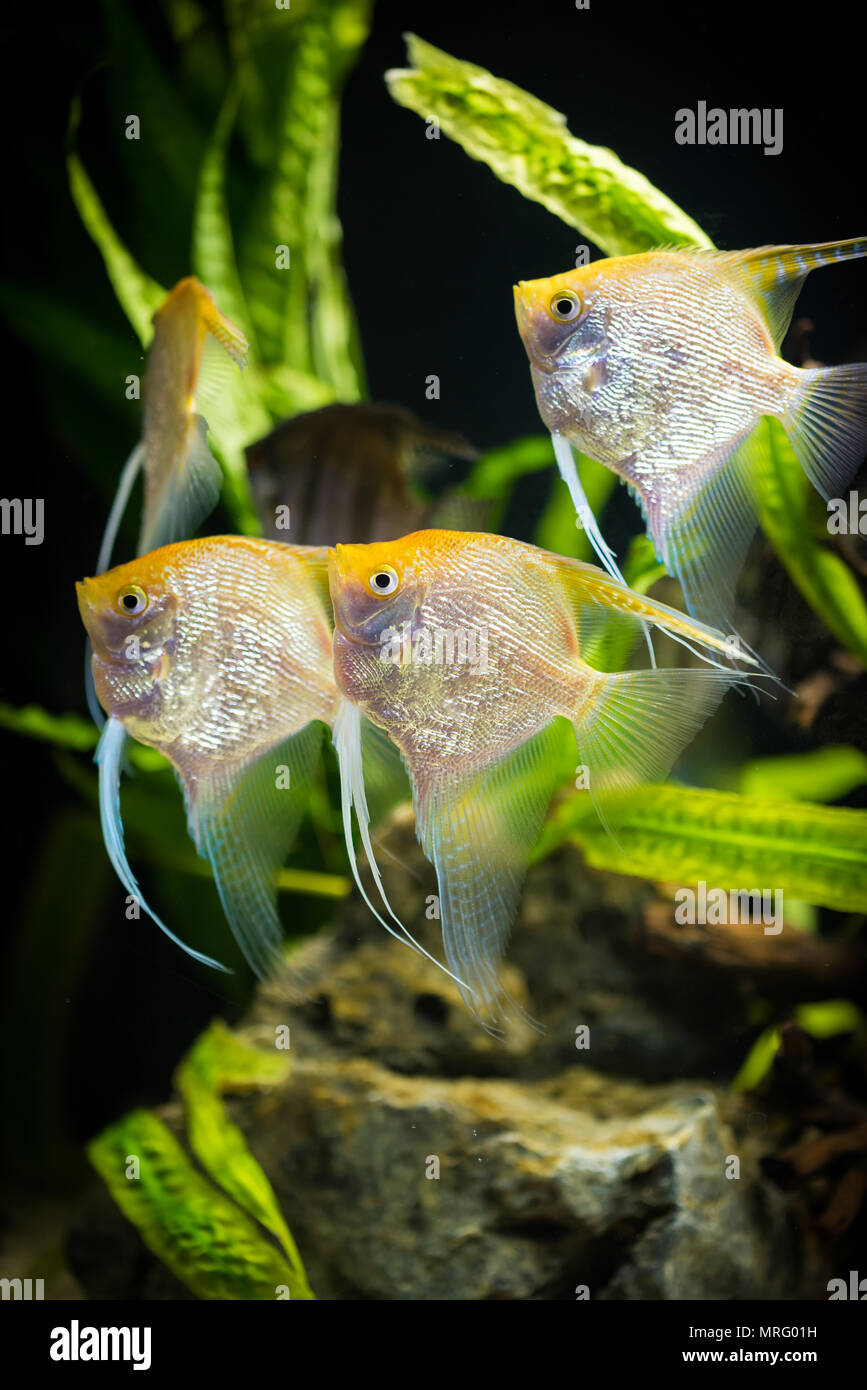 Gold Pearlscale Angelfish