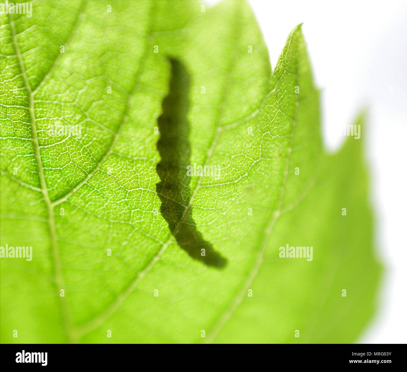 shadow ,silhouette of a caterpillar on a green leaf,image of a Stock ...