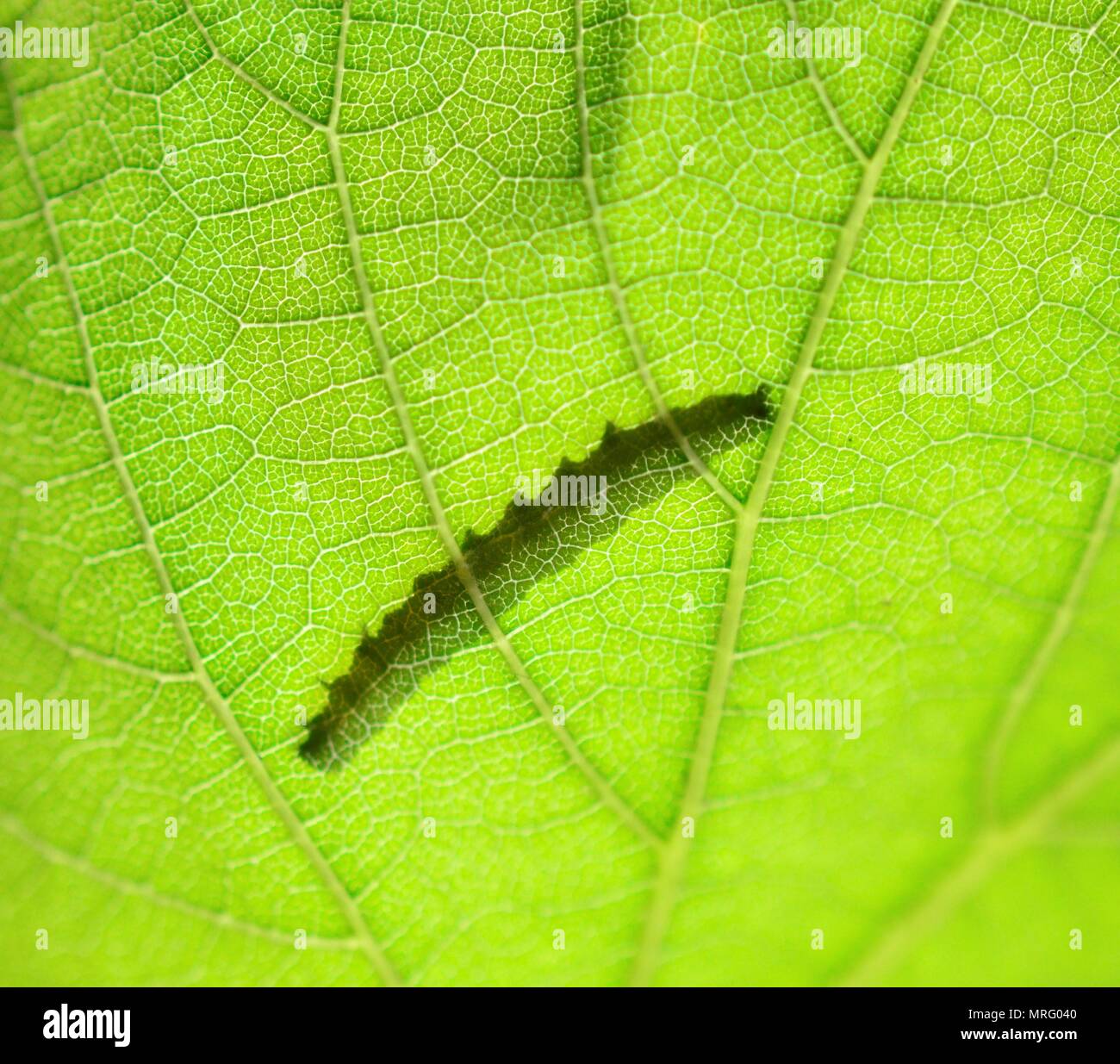 shadow ,silhouette of a caterpillar on a green leaf,image of a Stock ...