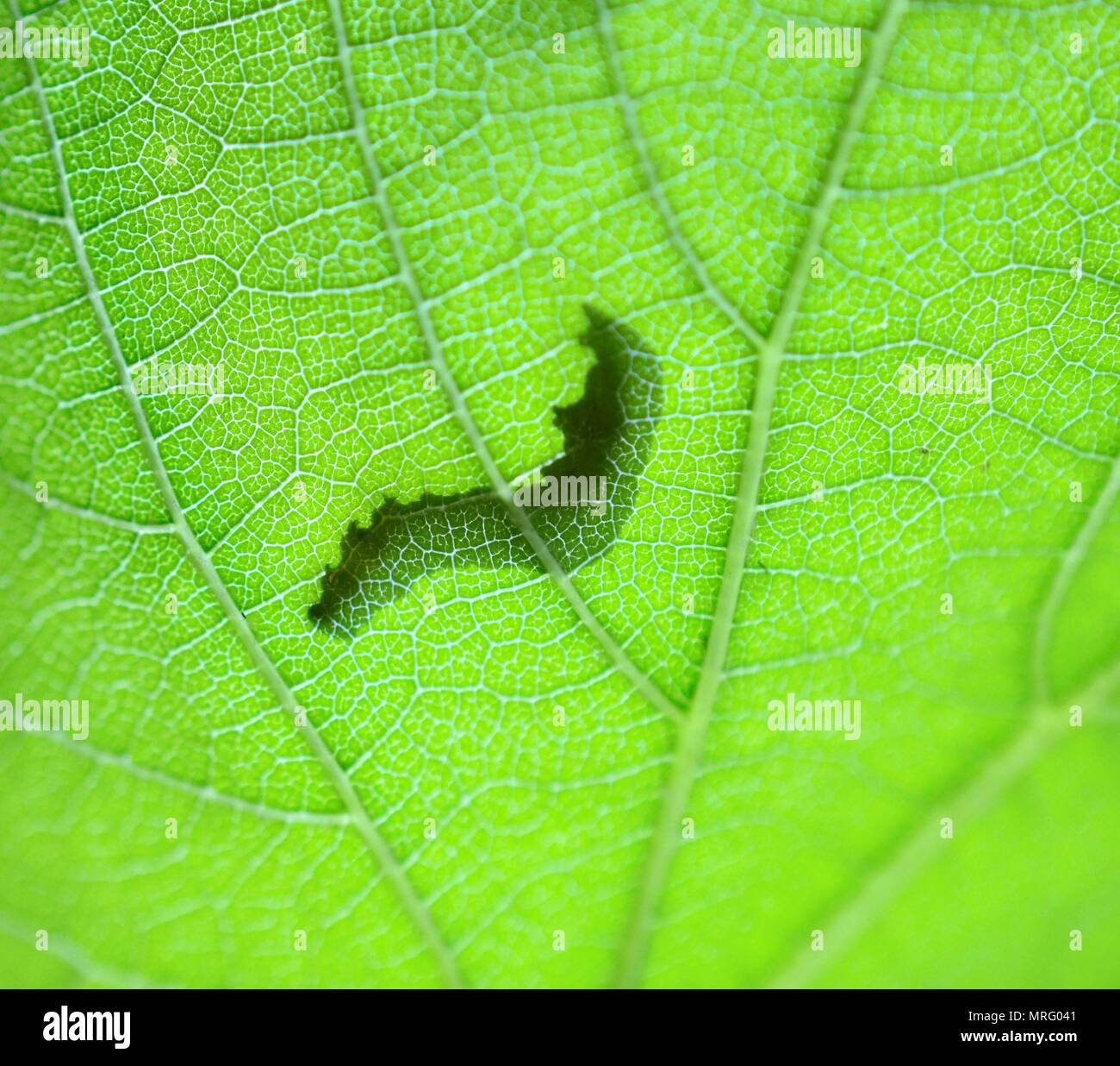 shadow ,silhouette of a caterpillar on a green leaf,image of a Stock ...