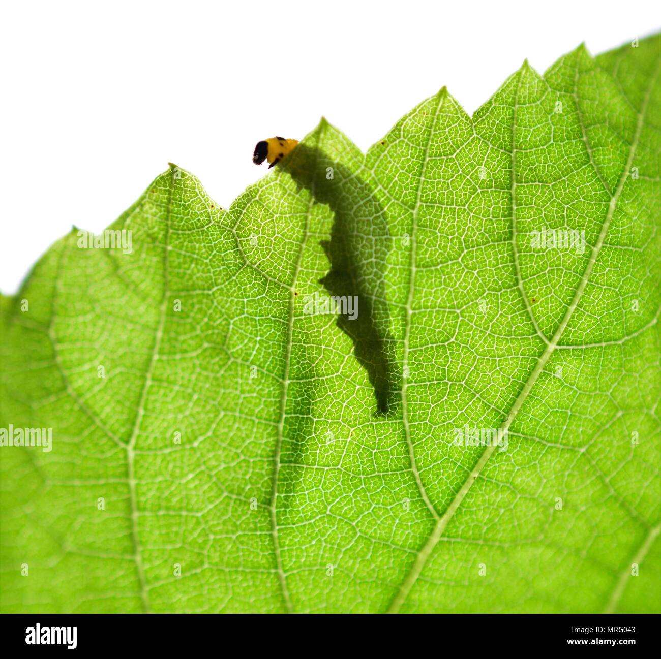 shadow ,silhouette of a caterpillar on a green leaf,image of a Stock ...