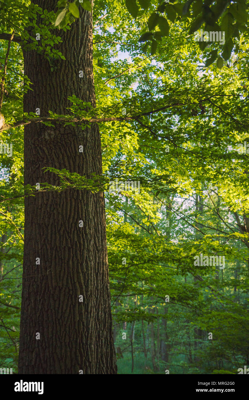 Single trunk of an big oak (quercus robur Stock Photo - Alamy