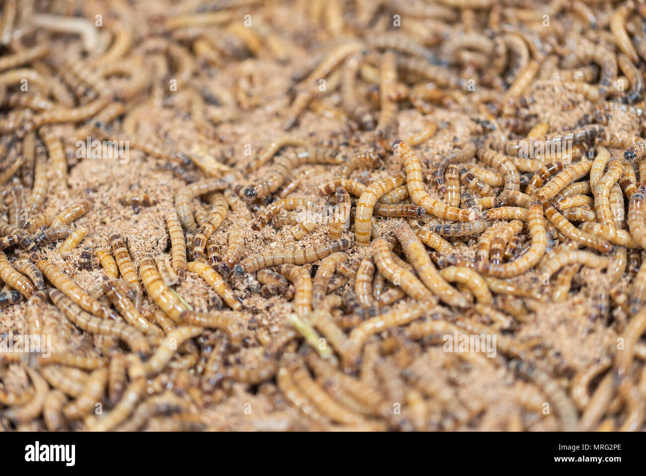 Superworms hi-res stock photography and images - Alamy