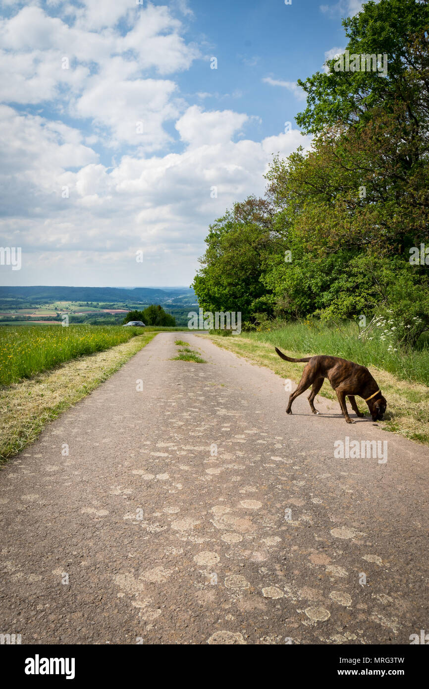 Farm dog wandering hi-res stock photography and images - Alamy