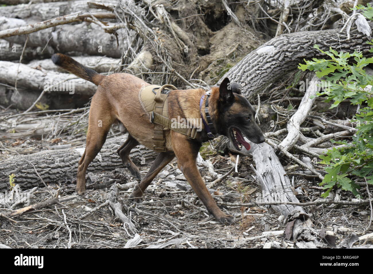 A cadaver dog searches a field for planted body parts from a North ...