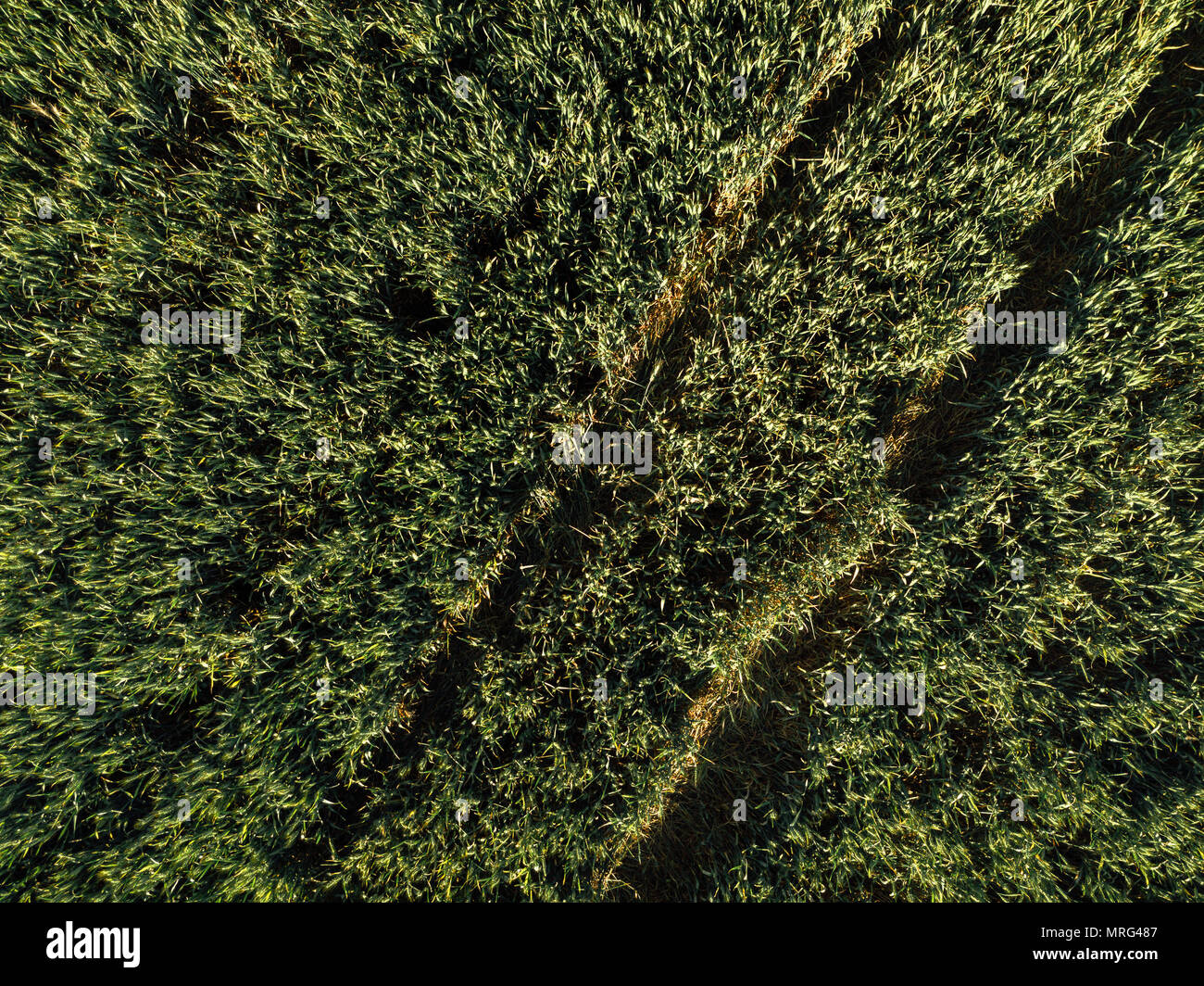 Aerial view of wheat crops field from drone pov, top view Stock Photo ...