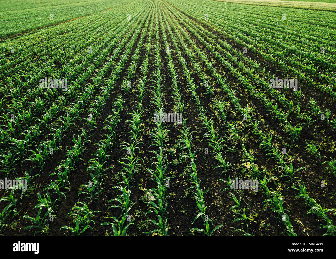 Aerial view of corn crops field with weed from drone point of view ...