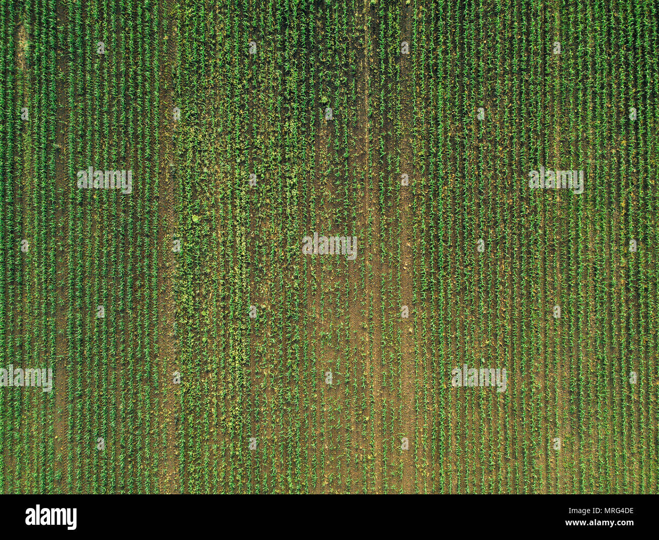 Aerial view of corn crops field with weed from drone pov, top view ...