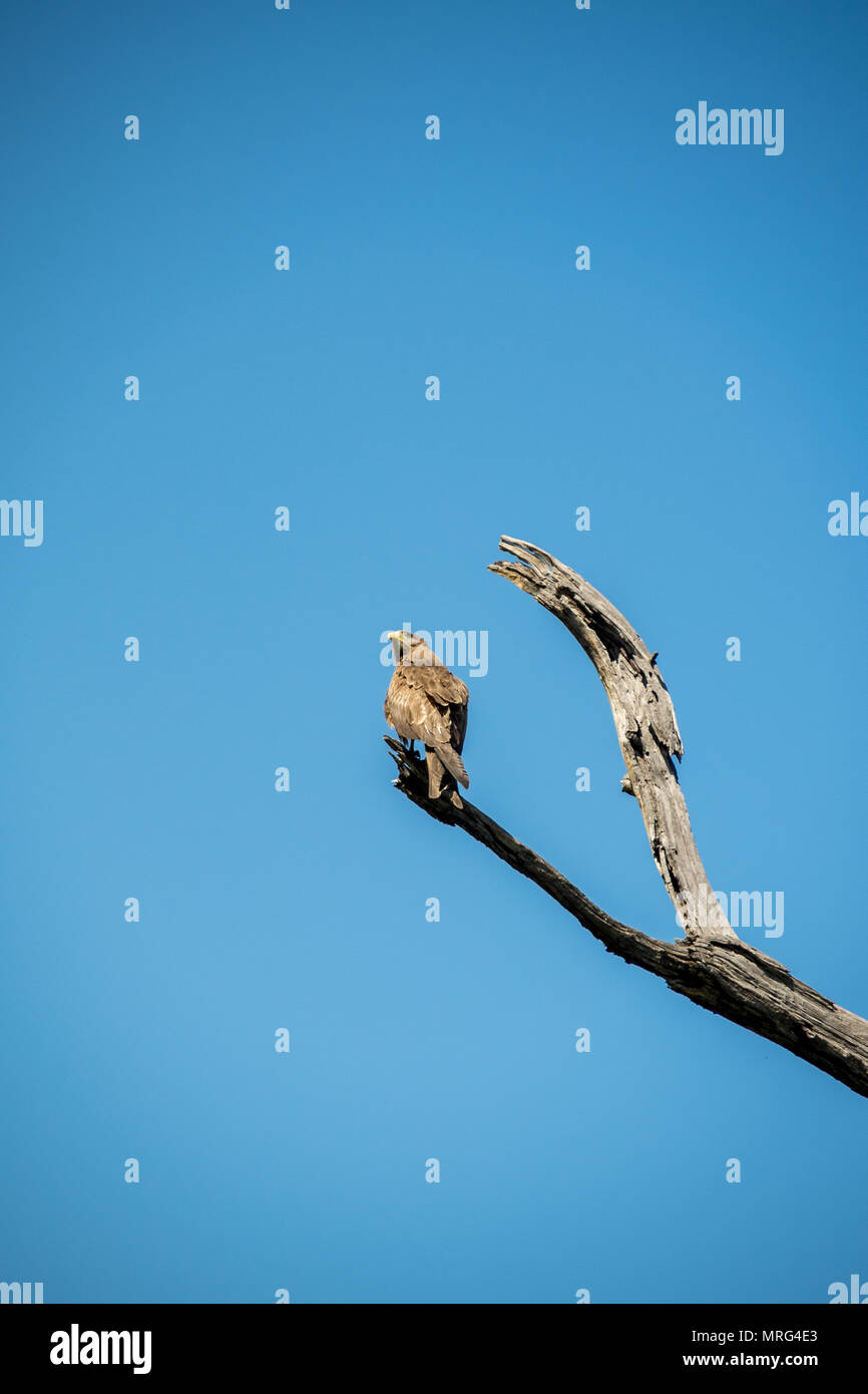 Animal bird wood africa hi-res stock photography and images - Alamy