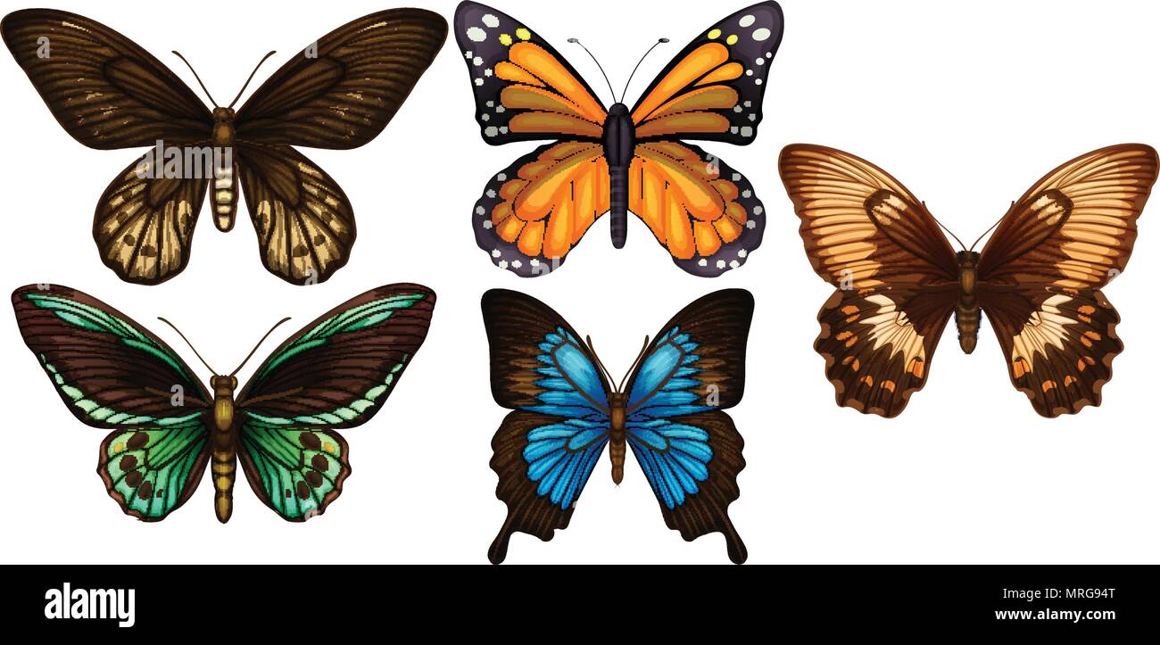 A Set of Colourful Butterfly illustration Stock Vector Image & Art - Alamy