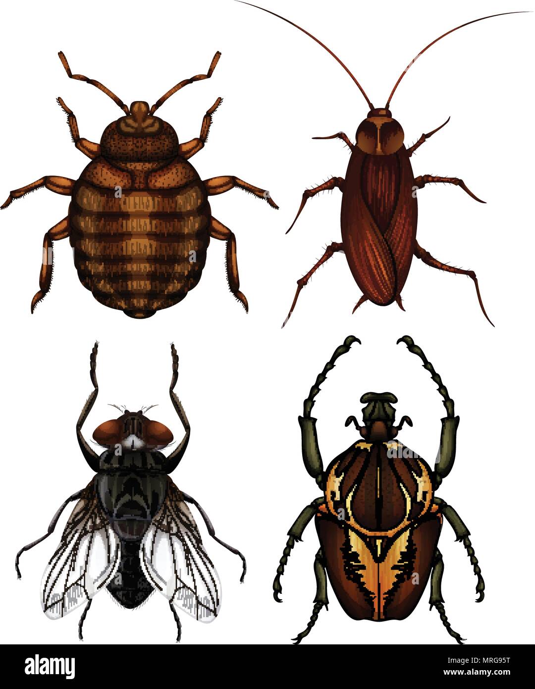 A Set of Disease Insect illustration Stock Vector Image & Art - Alamy