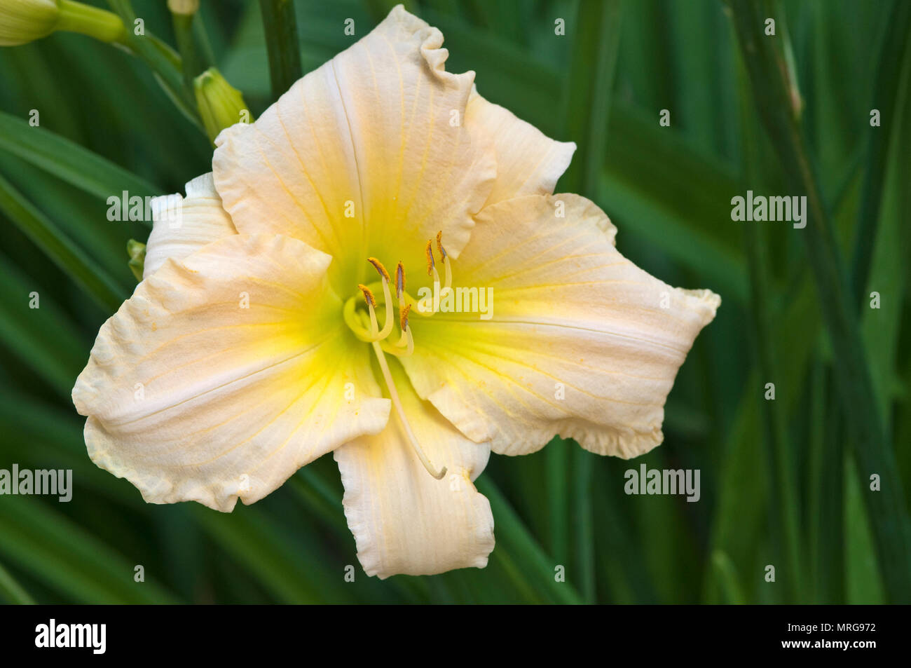 Grace cup hi-res stock photography and images - Alamy