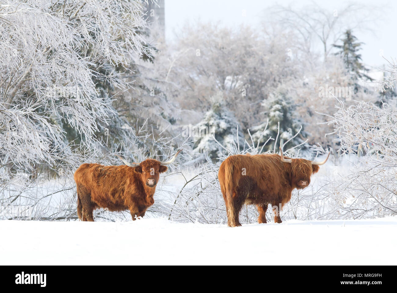 Highland Cow In Snow