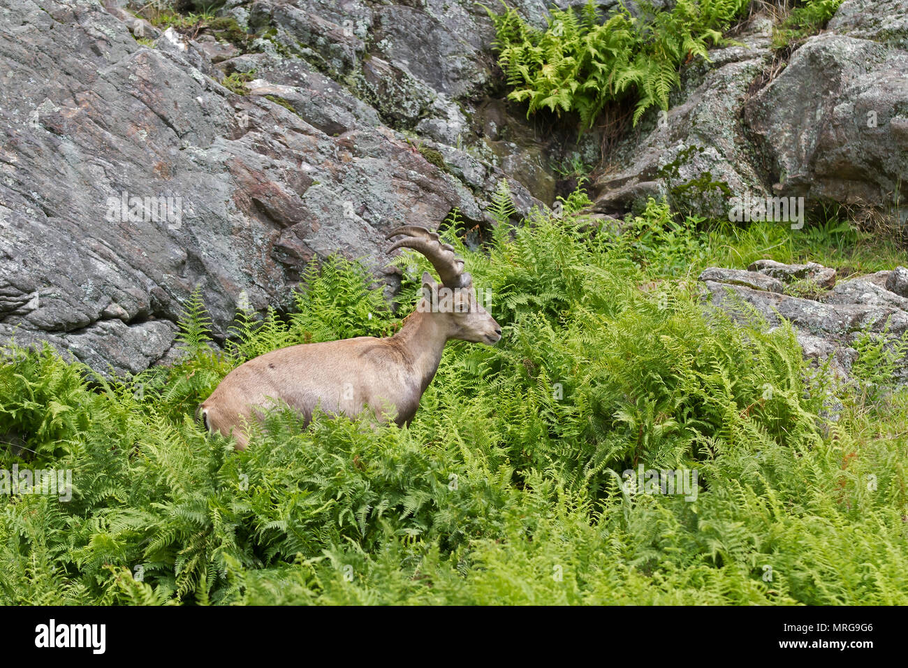 Wild goat capra cliff hi-res stock photography and images - Alamy