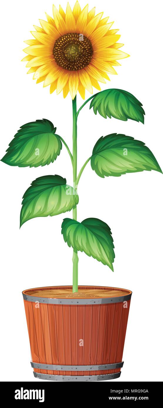 Picture of a flower pot Stock Vector Images - Alamy