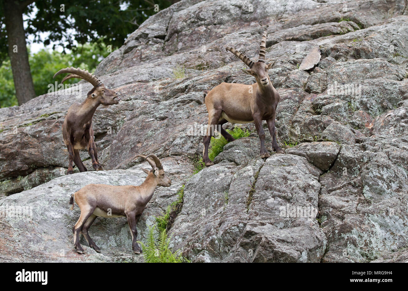 Canada fauna hi-res stock photography and images - Alamy