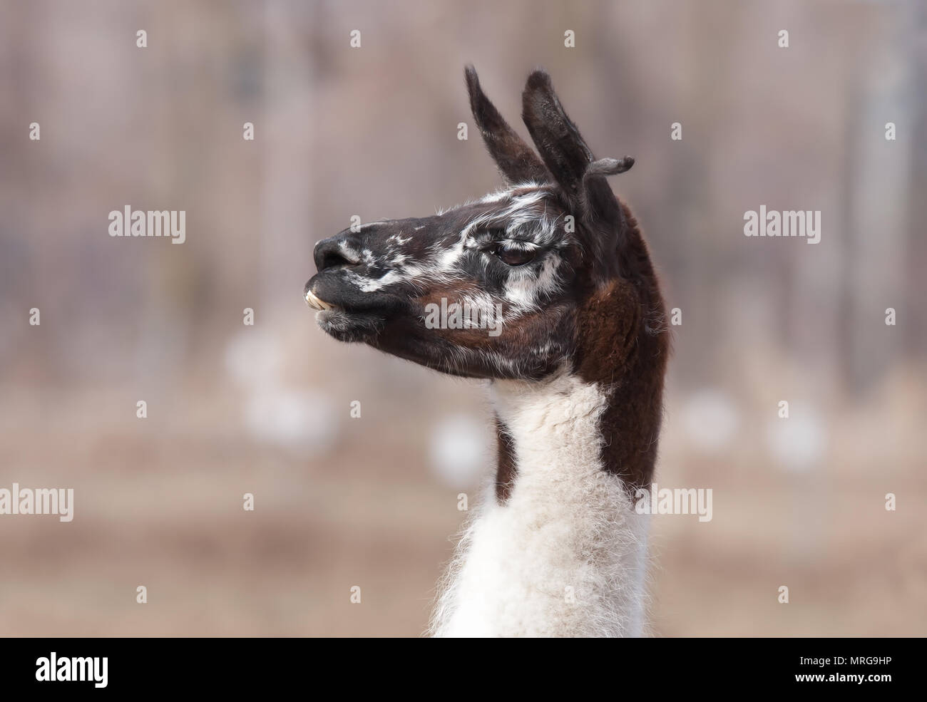 Profile llama animal head hi-res stock photography and images - Alamy