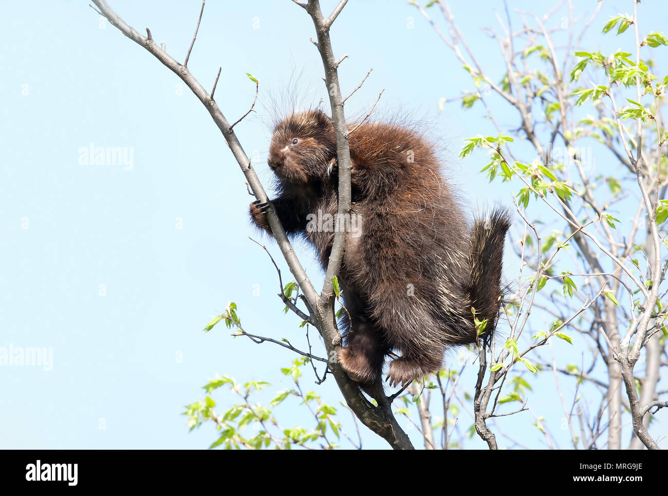 Porcupine tree hi-res stock photography and images - Alamy