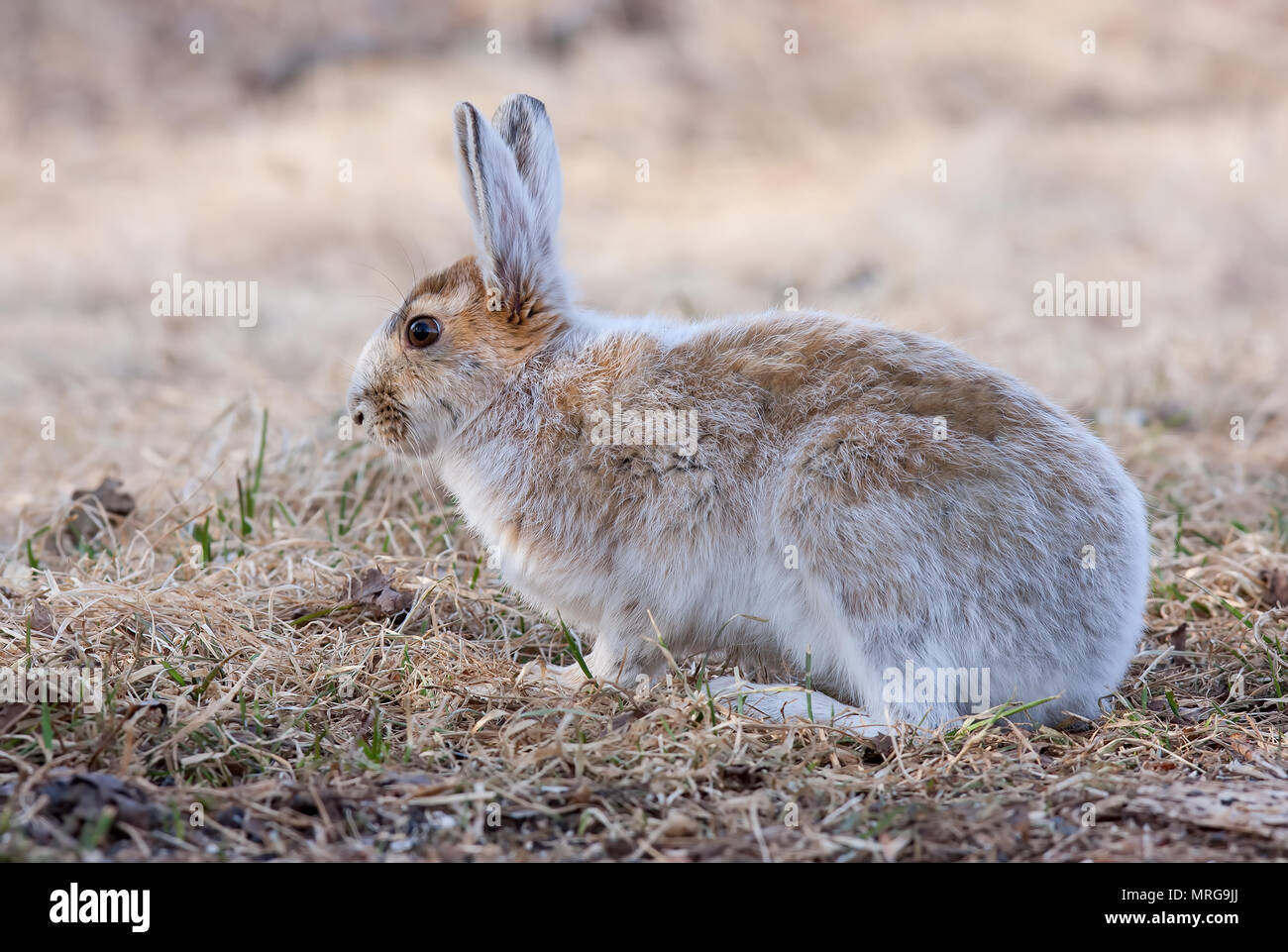 Snowshoe hare or Varying hare (Lepus americanus) standing in the snow ...