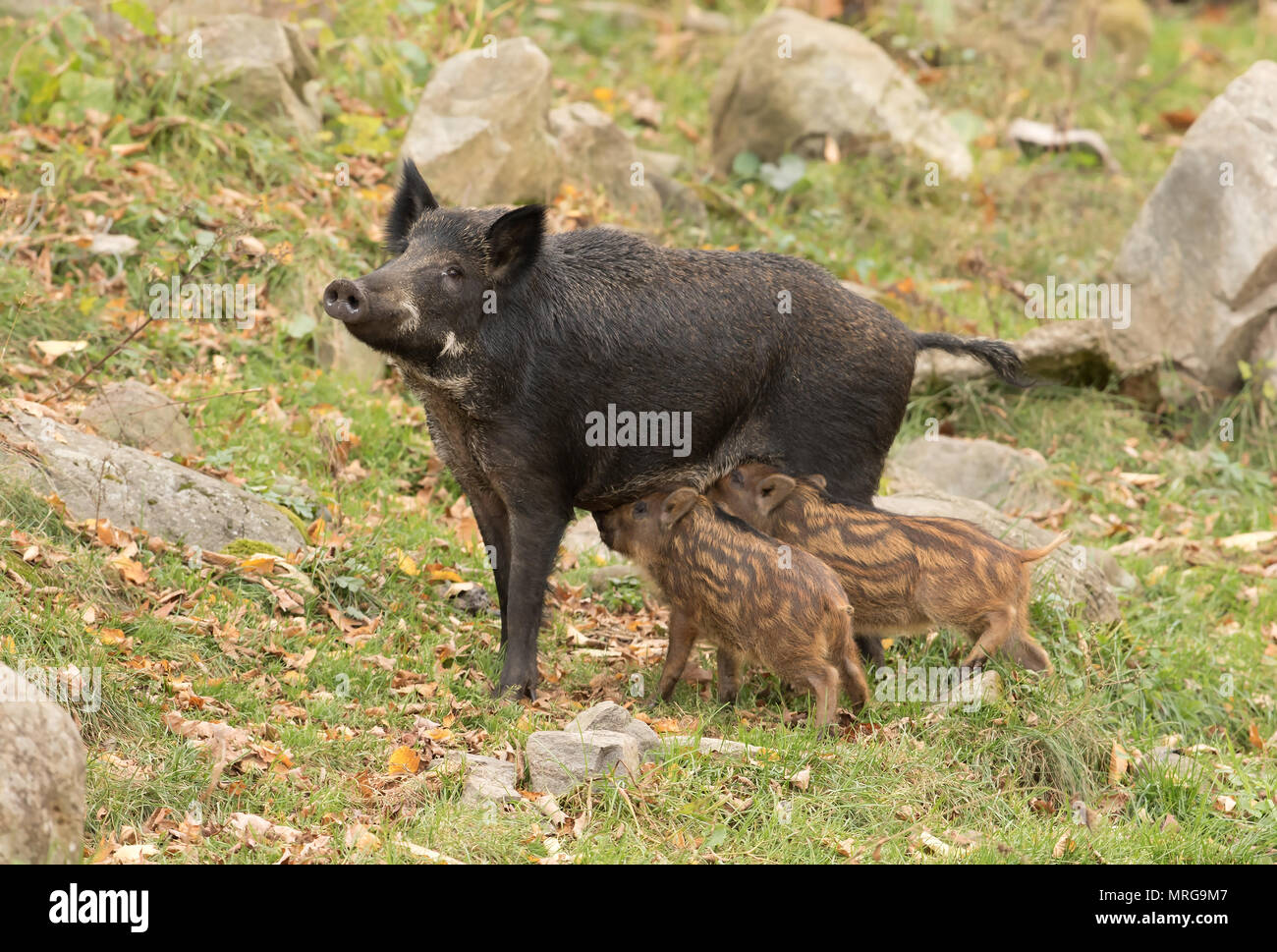 Wild boar female pig feeding her two piglets in Canada Stock Photo - Alamy