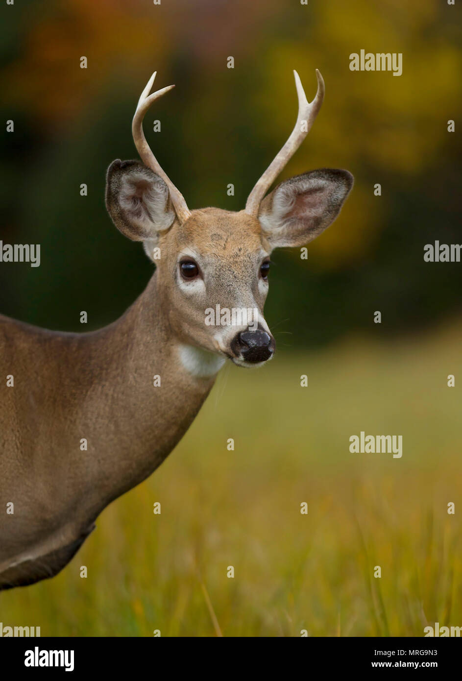 White-tailed deer buck closeup in an autumn meadow in Canada Stock ...