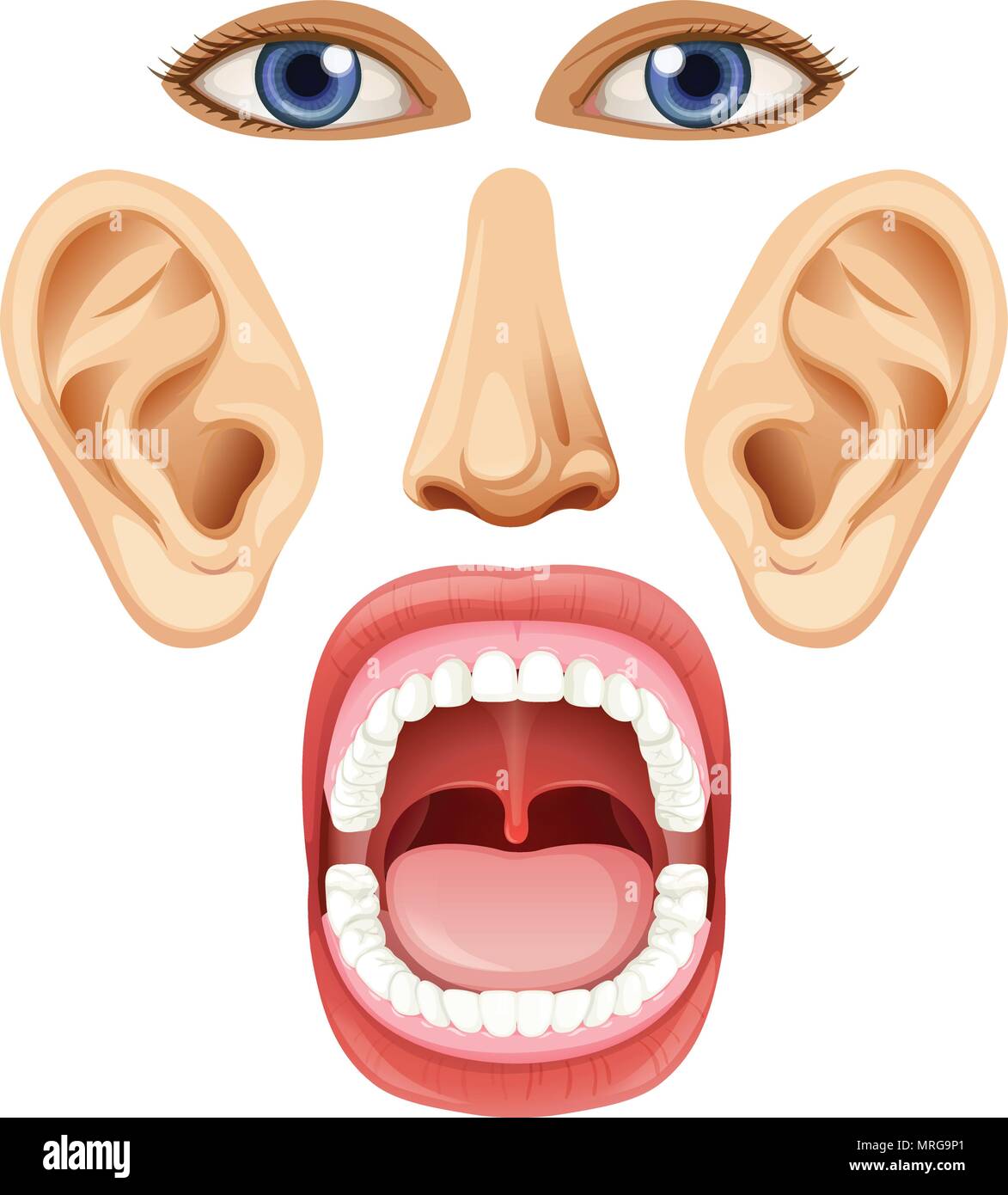 A Set of Facial Element illustration Stock Vector Image & Art - Alamy