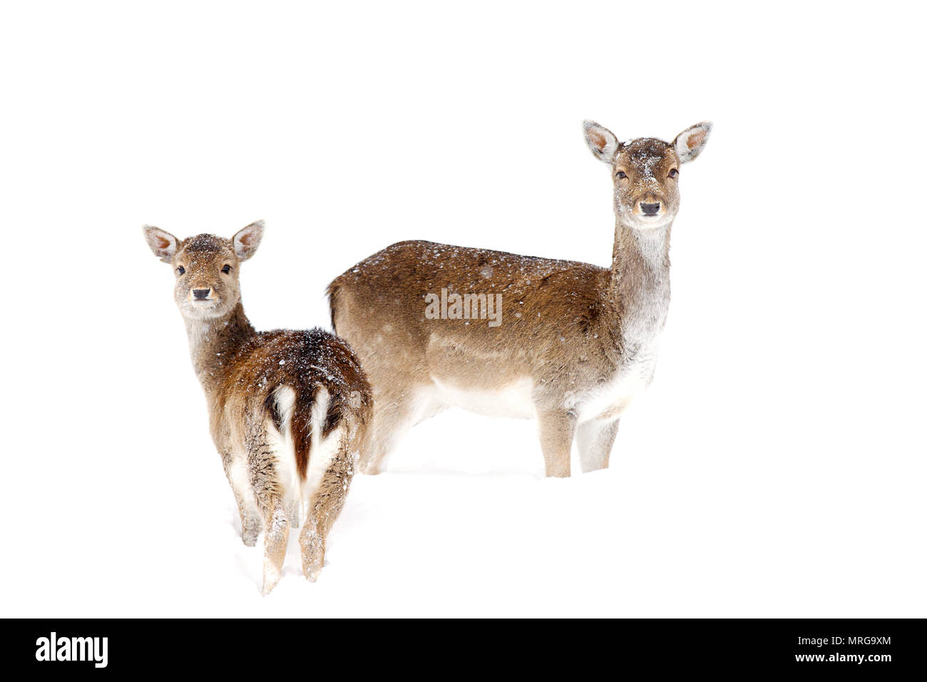 Wild deer in winter forest Cut Out Stock Images & Pictures - Alamy
