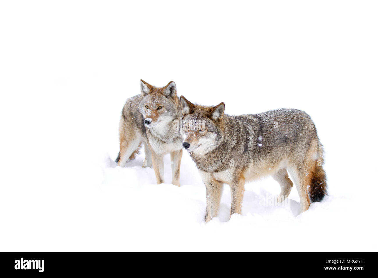 Two coyotes (Canis latrans) isolated against a white background ...