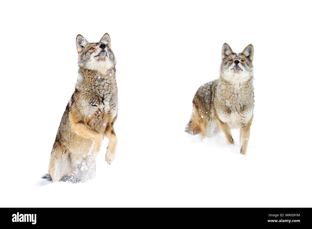 Two coyotes (Canis latrans) isolated against a white background ...