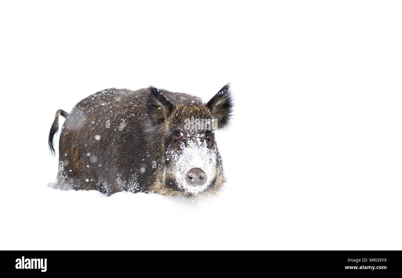 Female wild hog Cut Out Stock Images & Pictures - Alamy
