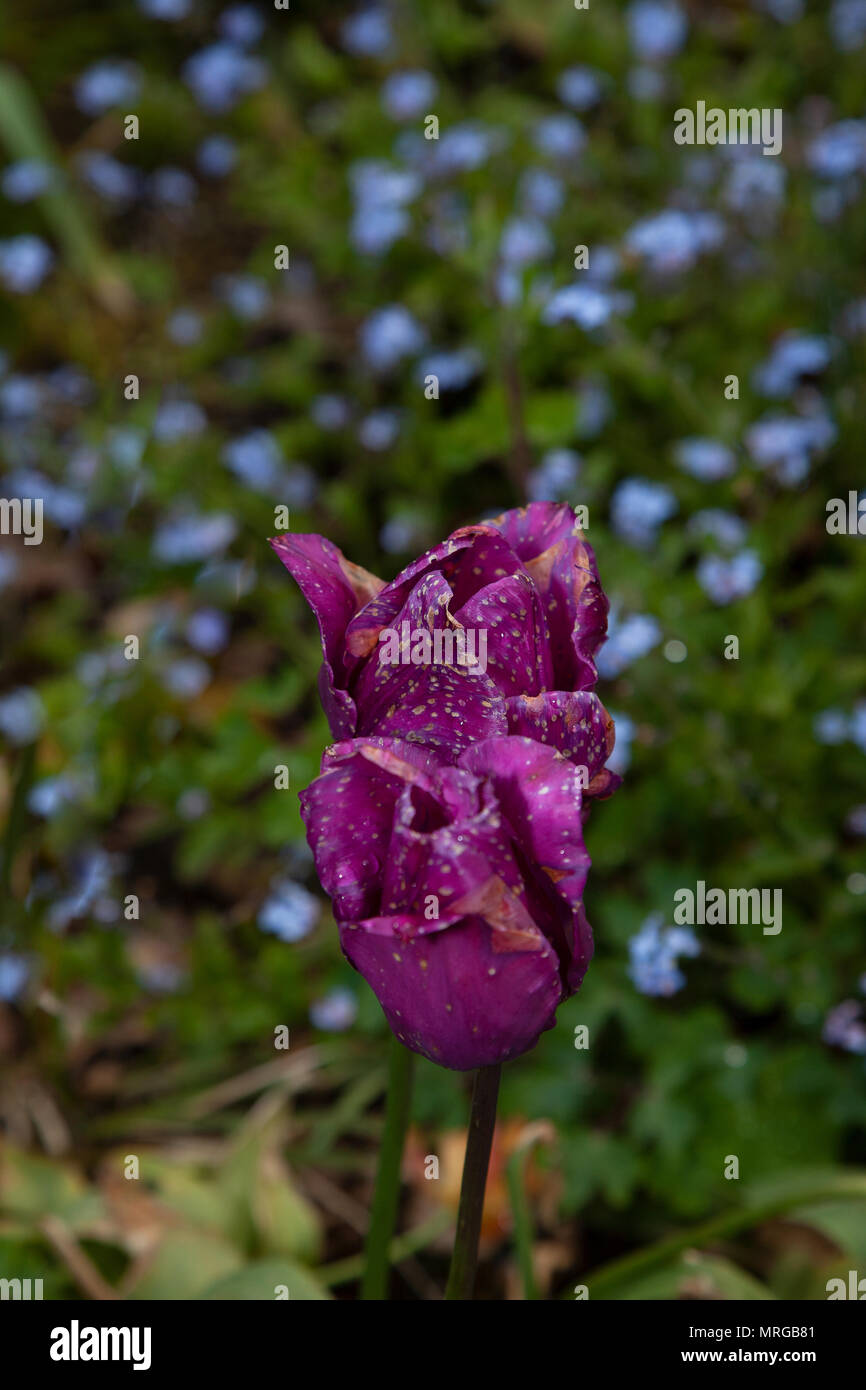 Tulip fire fungus hi-res stock photography and images - Alamy