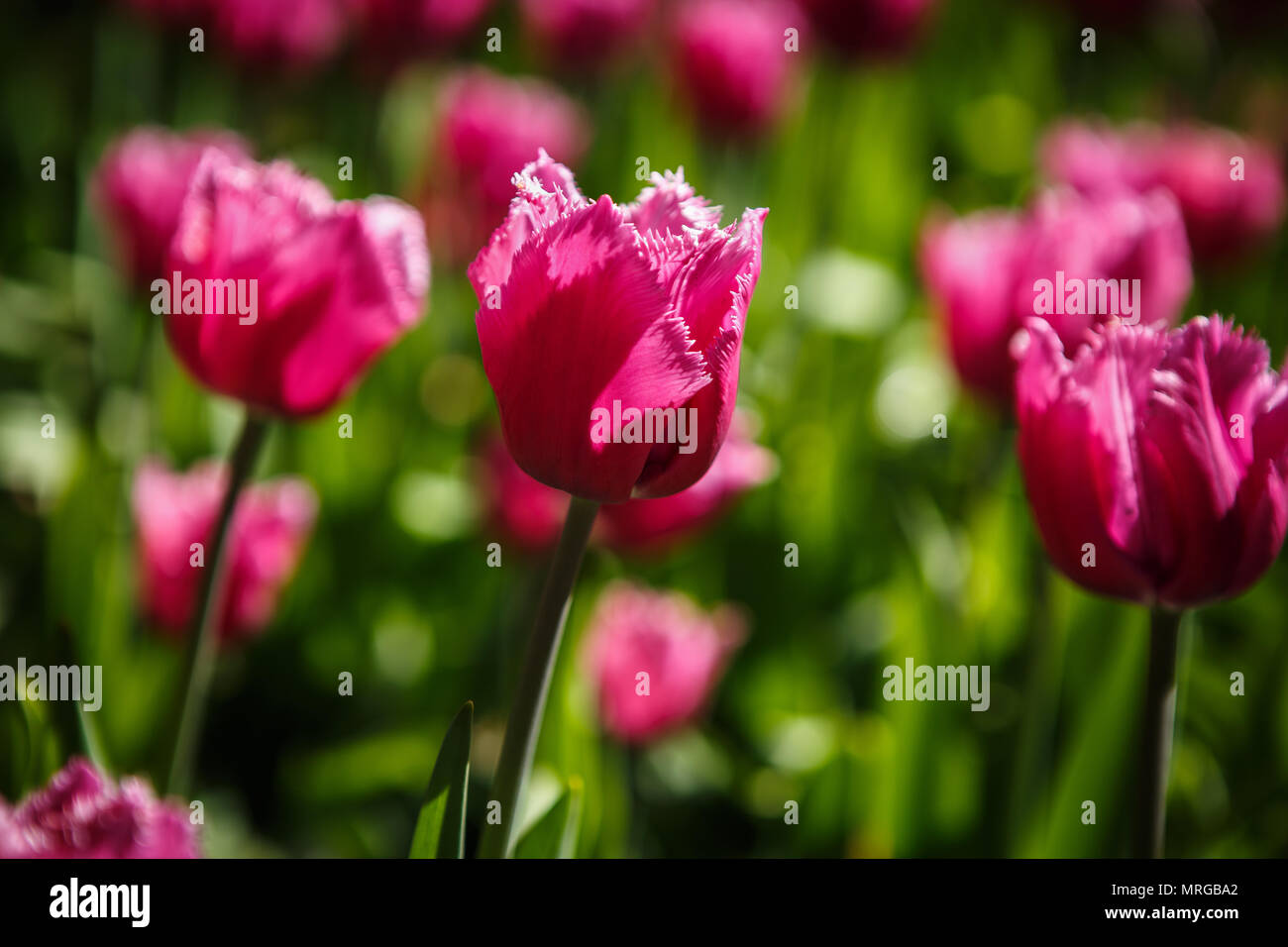 Flora poste hi-res stock photography and images - Alamy