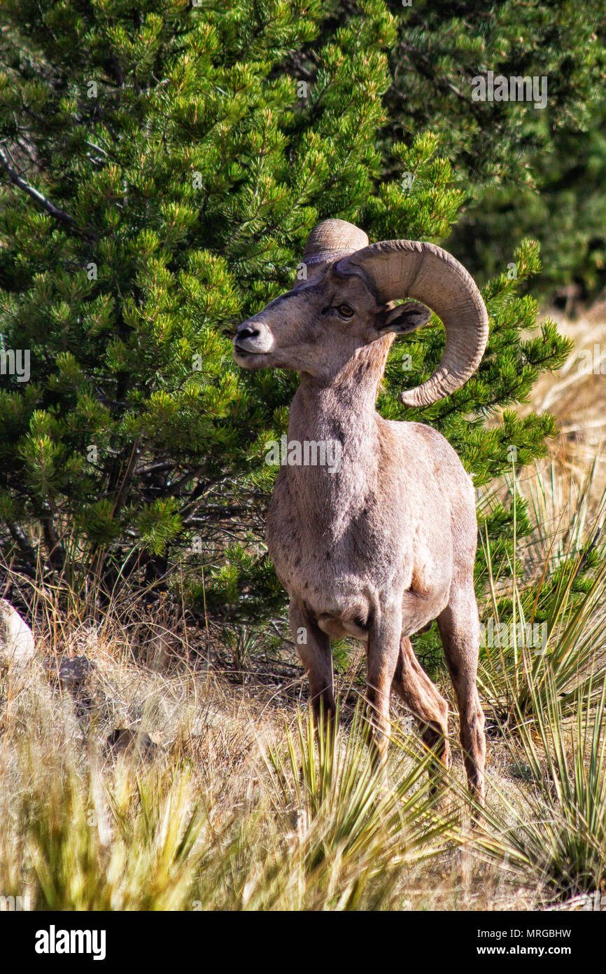 big horn sheep at garden of the gods Stock Photo - Alamy