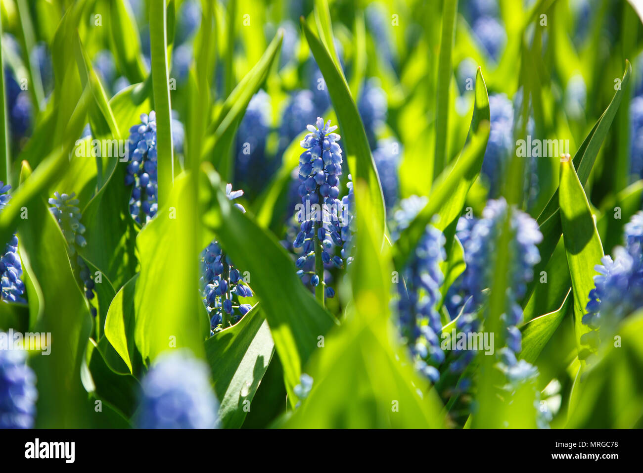 Beautiful blue starch grape hyacinth flowers bloom in spring garden ...