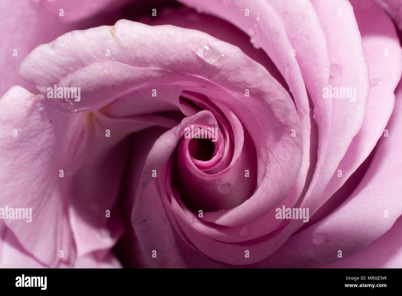 Unfurled rose hi-res stock photography and images - Alamy