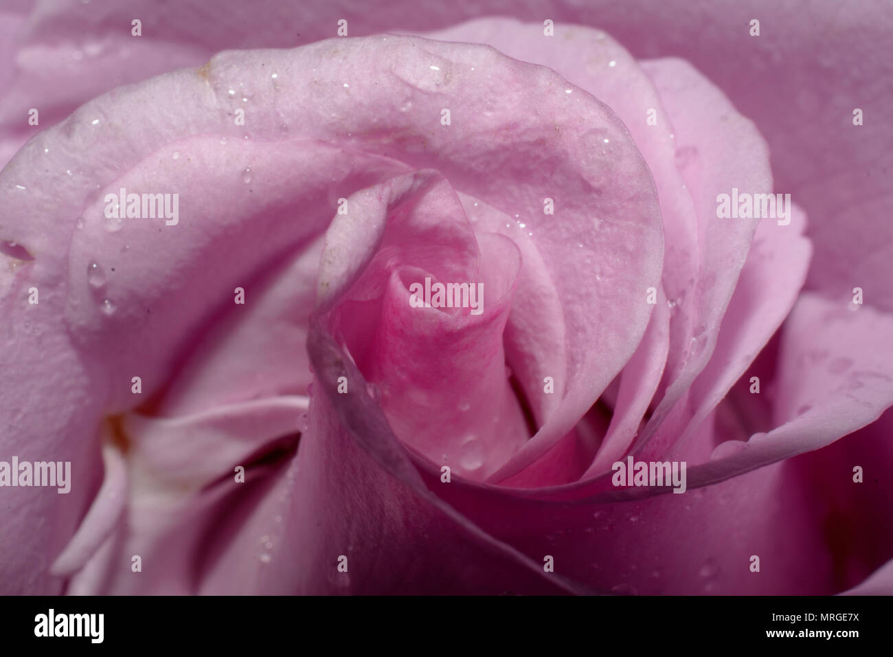 Neptune rose hi-res stock photography and images - Alamy