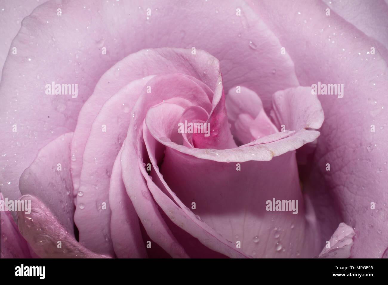 Neptune rose hi-res stock photography and images - Alamy