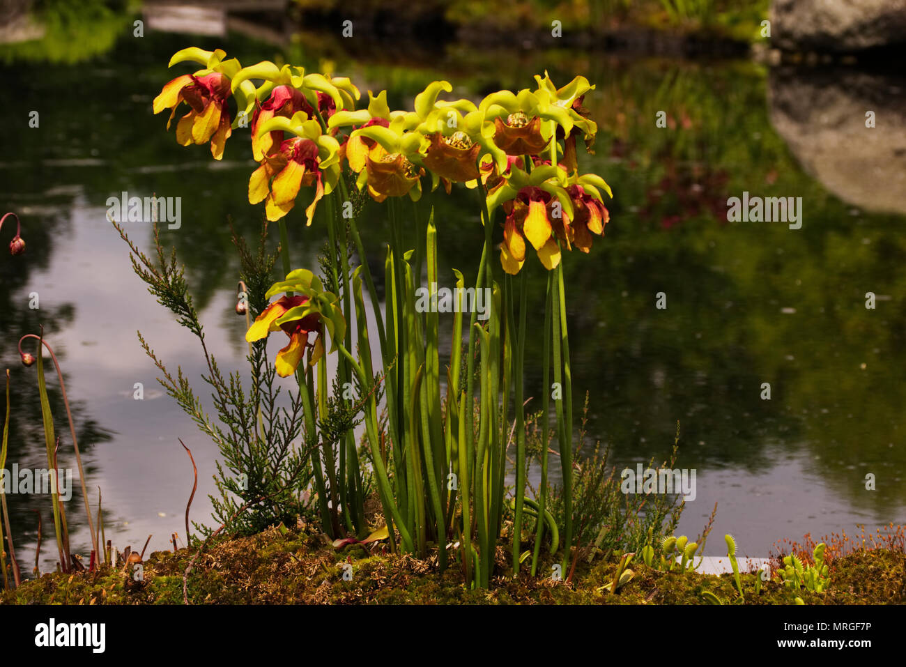 The flower of sarracenia Stock Photo - Alamy
