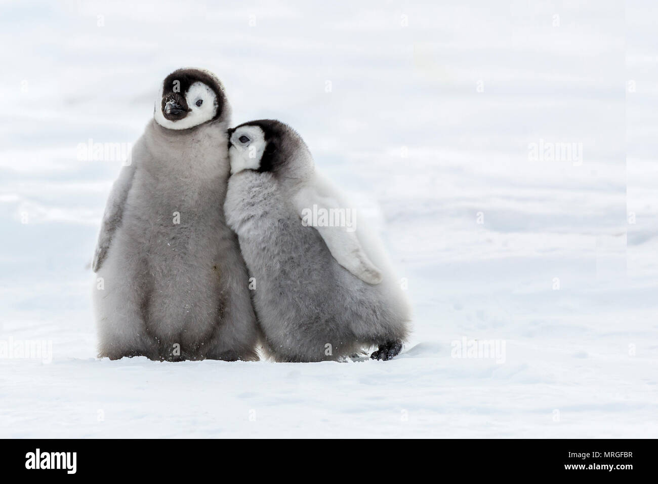 Emperor Penguins Chicks in a touching pose Stock Photo - Alamy