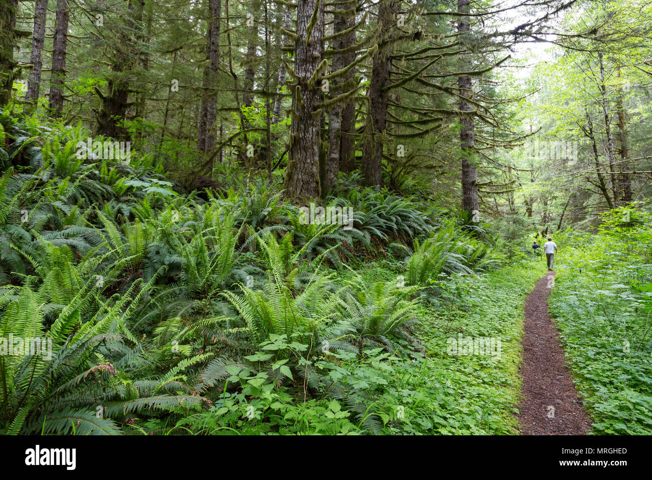 Ferns, clovers and lush folliage line Bloom Lake Trail in Clatsop ...