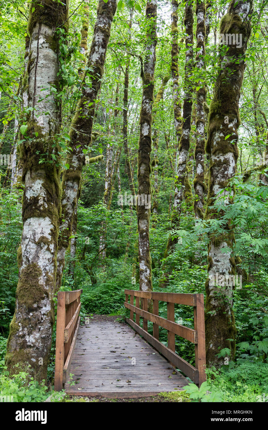 A wooden bridge greets hikers at the beginning of Bloom Lake Trail in ...