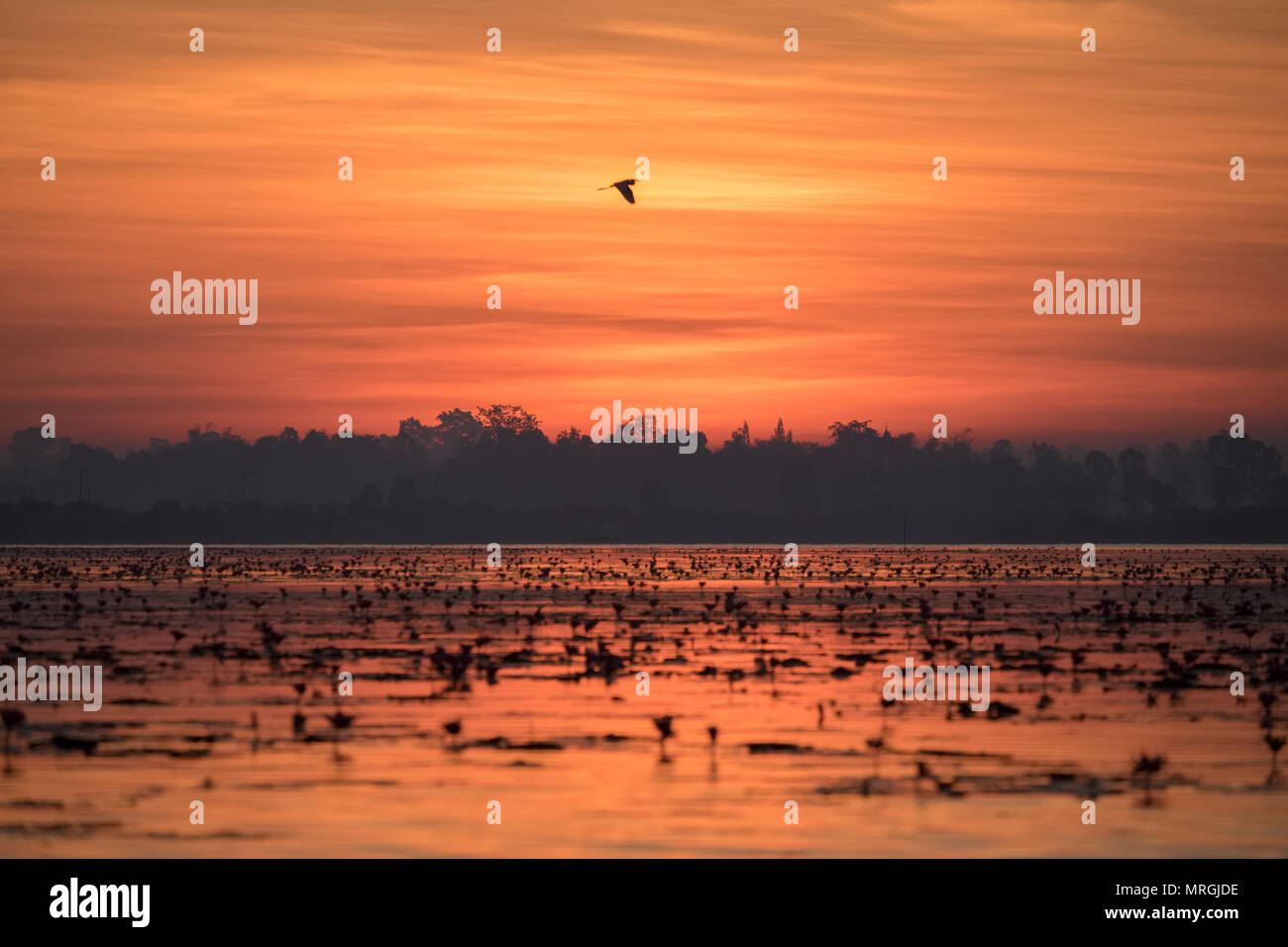 Red lotus sea is the most famous attraction of Udonthani, Located ...