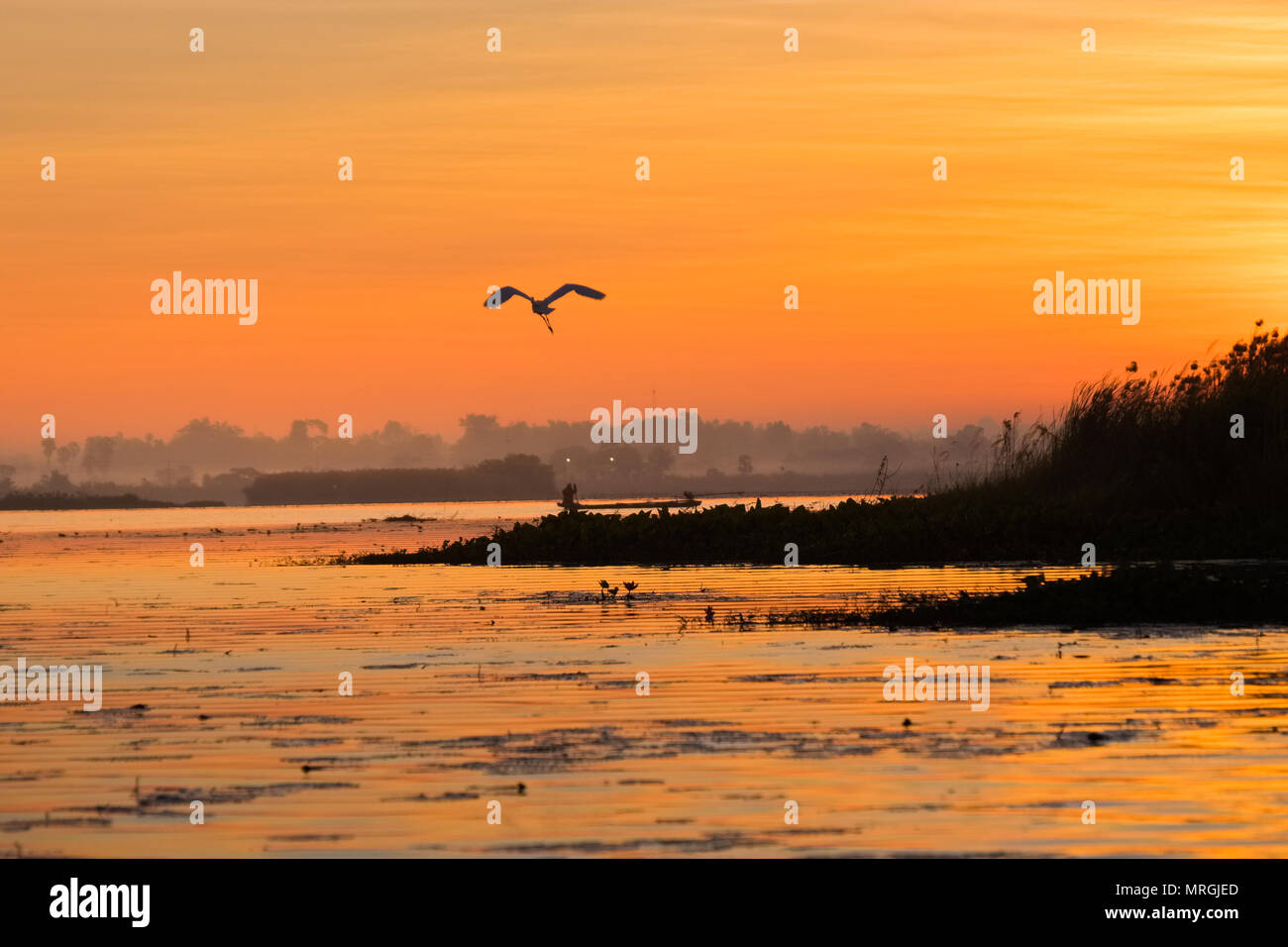 Red lotus sea is the most famous attraction of Udonthani, Located ...