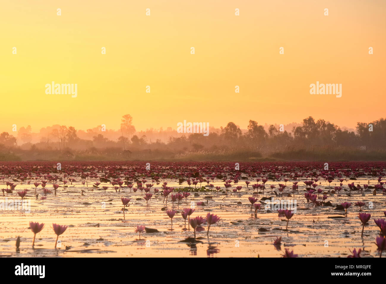 Red lotus sea is the most famous attraction of Udonthani, Located ...